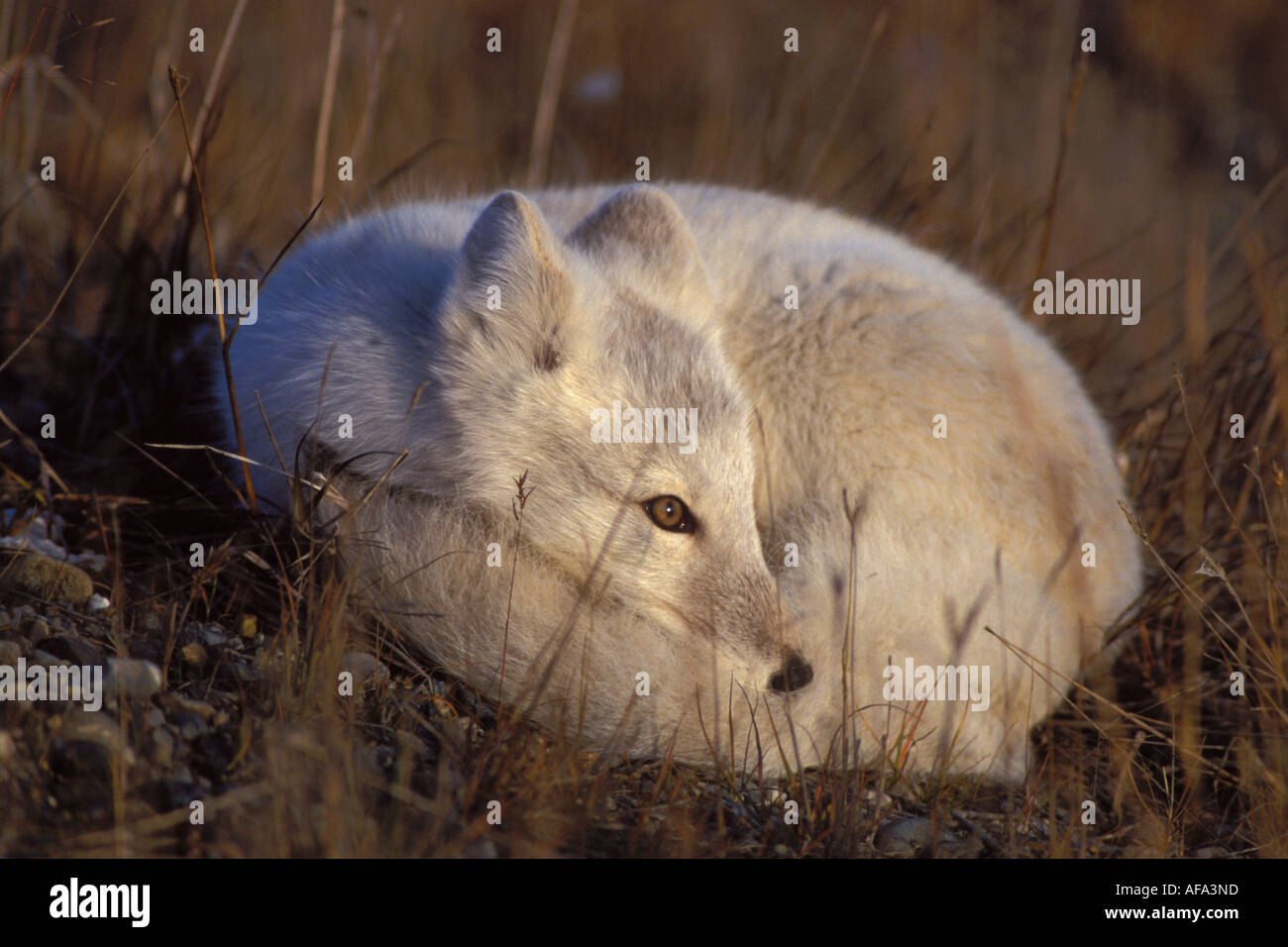 arctic fox Alopex lagopus coat changing from winter to summer colors ...