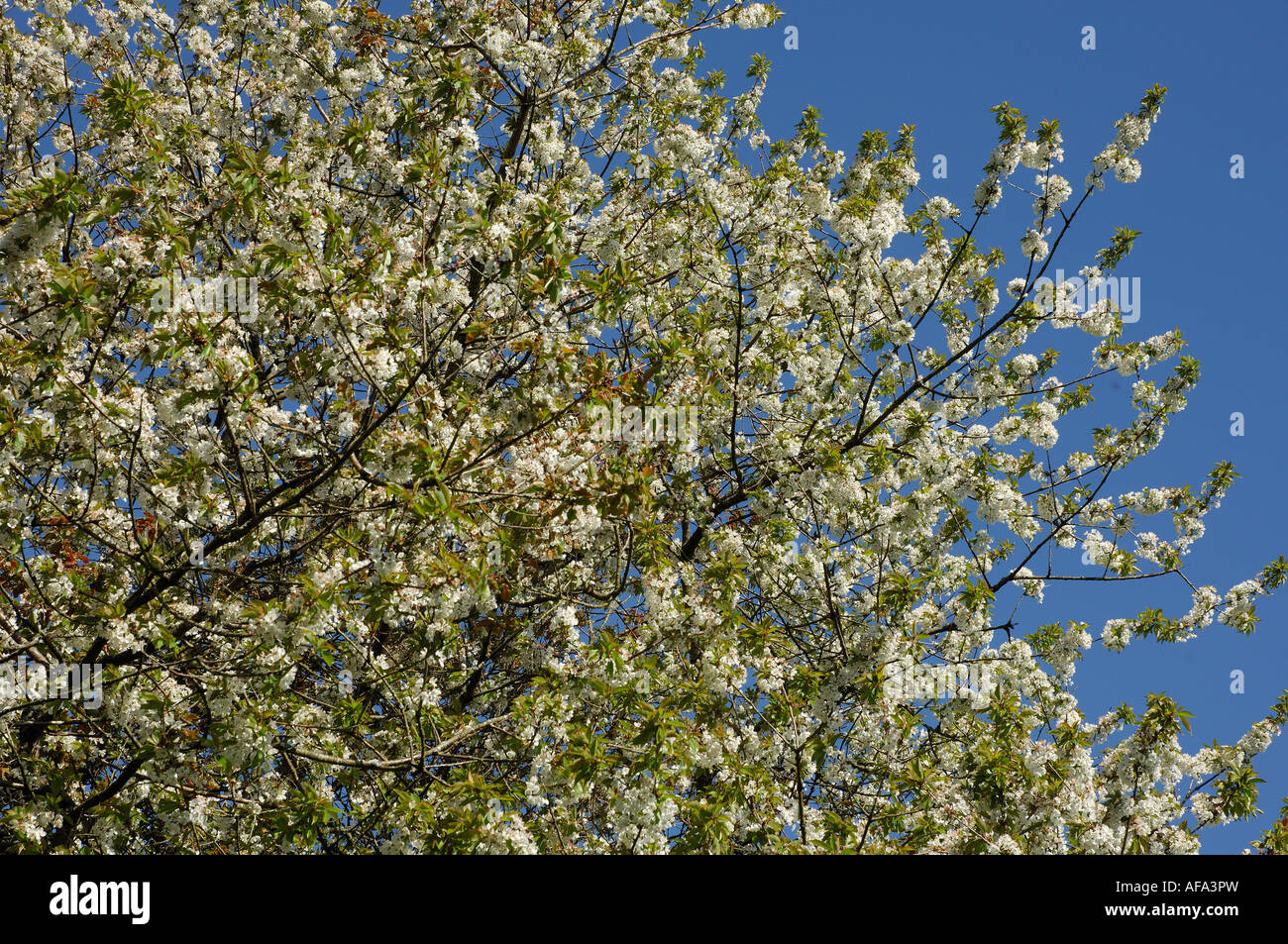 Cherry tree display hi-res stock photography and images - Alamy