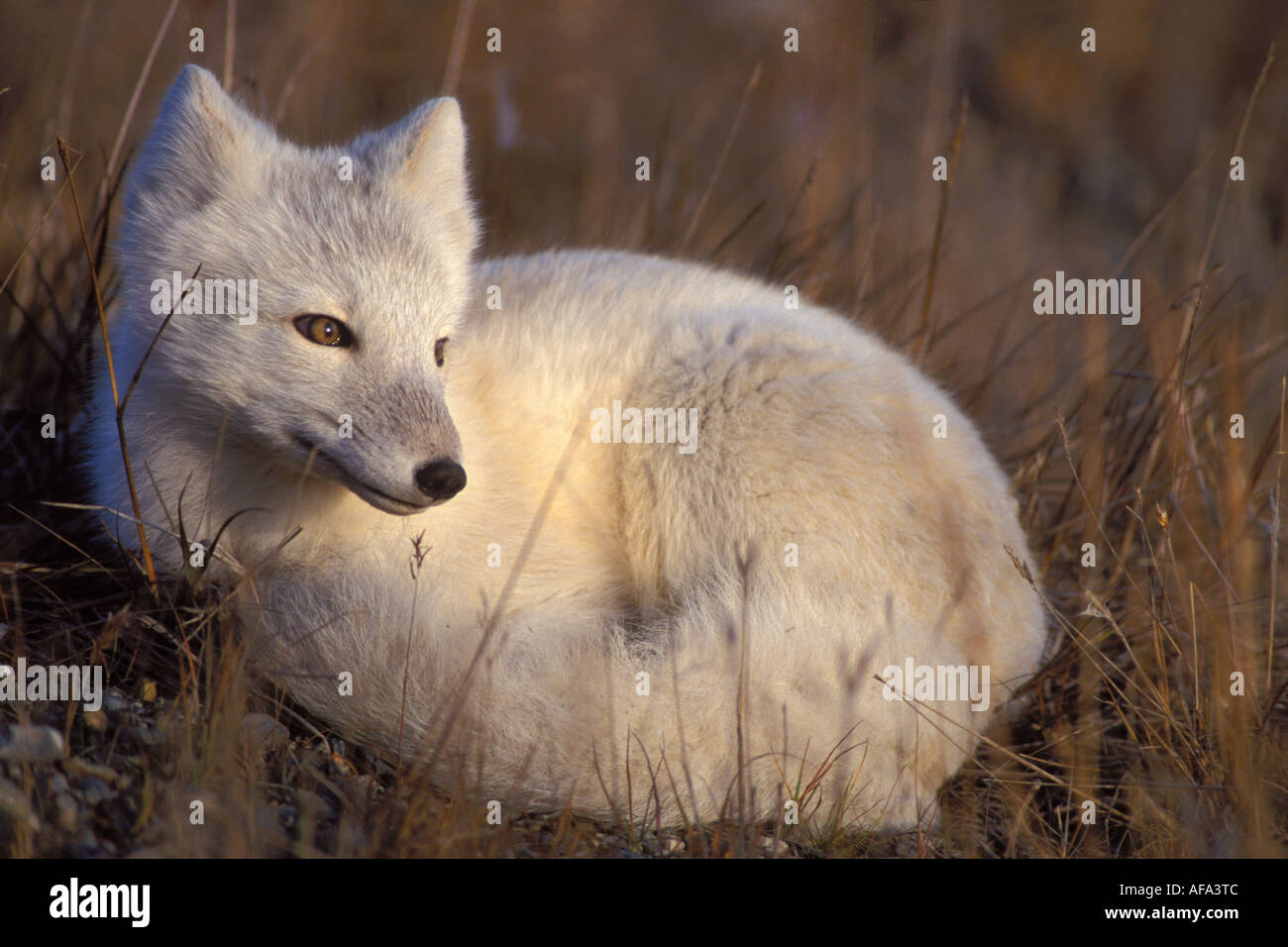 arctic fox Alopex lagopus coat changing from winter to summer colors ...