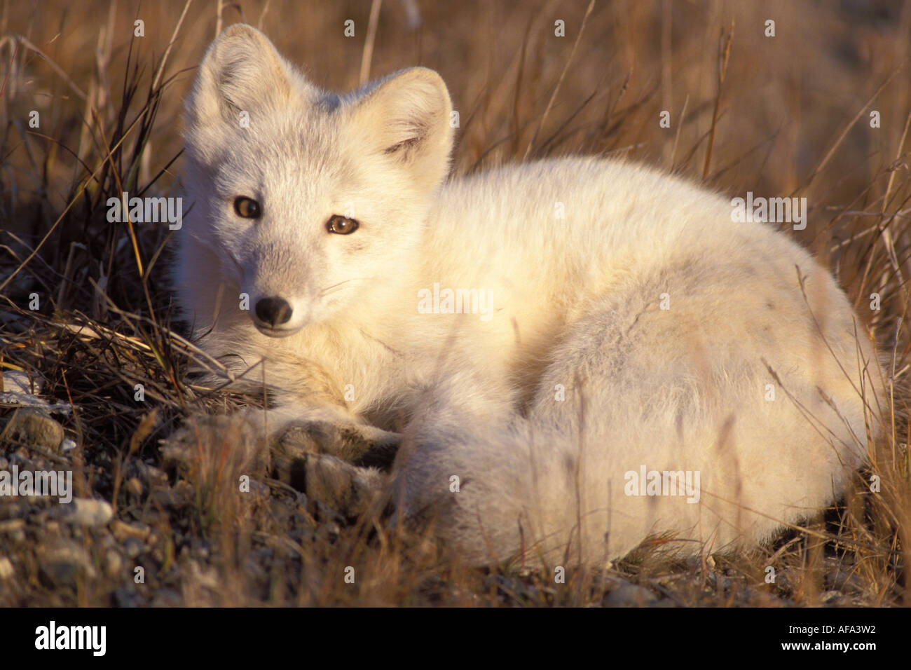 Arctic Fox Summer Coat Vs Winter Coat