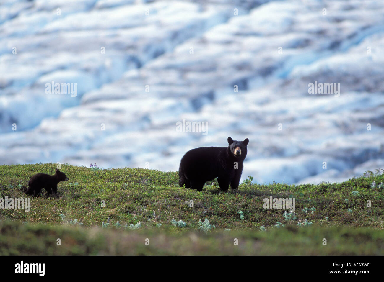 black bear Ursus americanus sow with spring cub along a hillside at ...