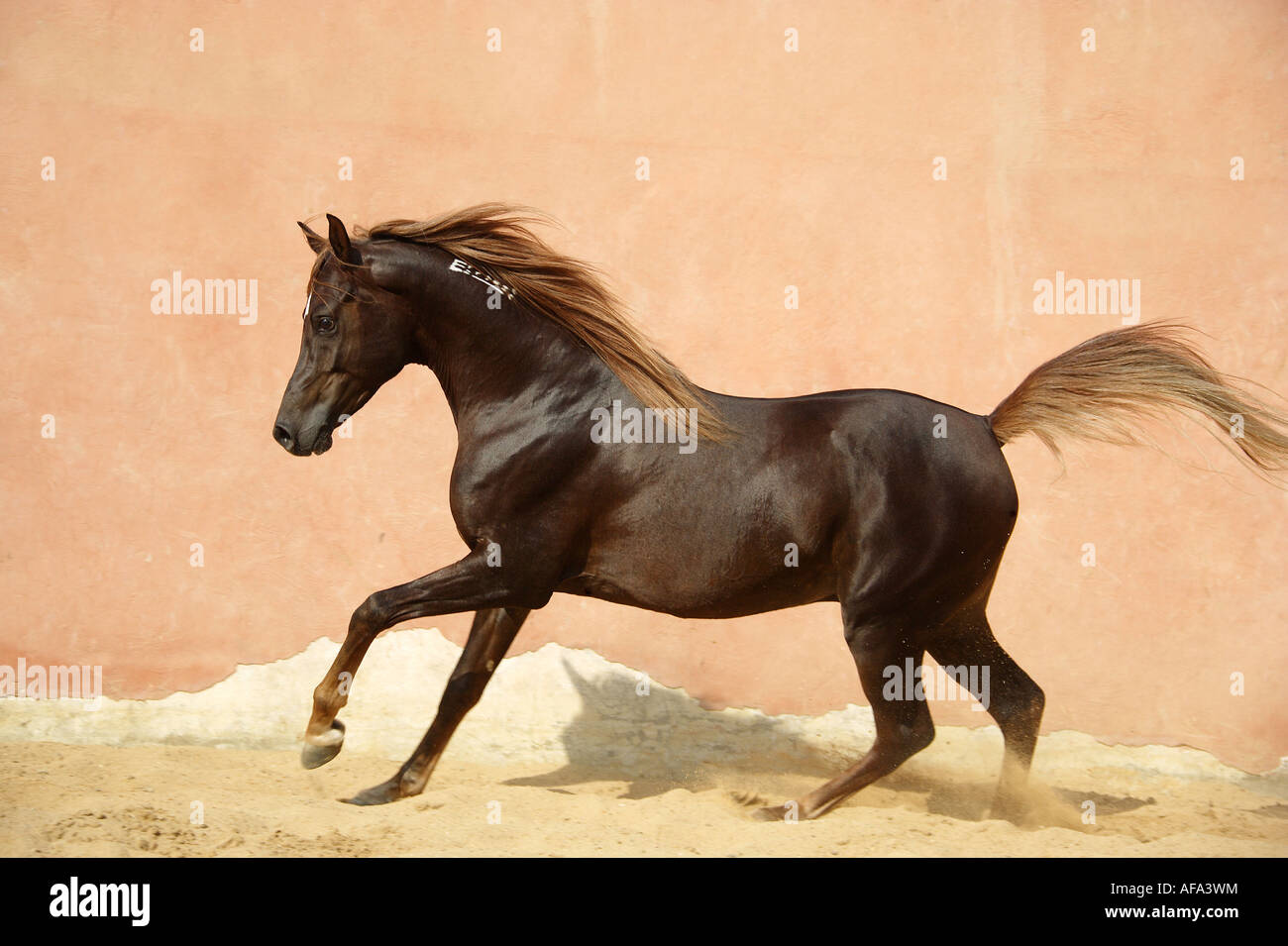 Asil-Arabian horse - in sand Stock Photo - Alamy