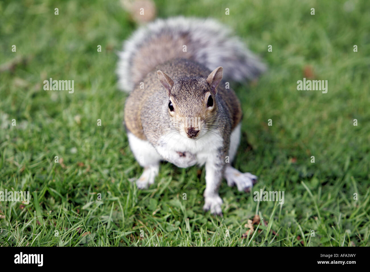 Grey squirrel ground level hi-res stock photography and images - Alamy