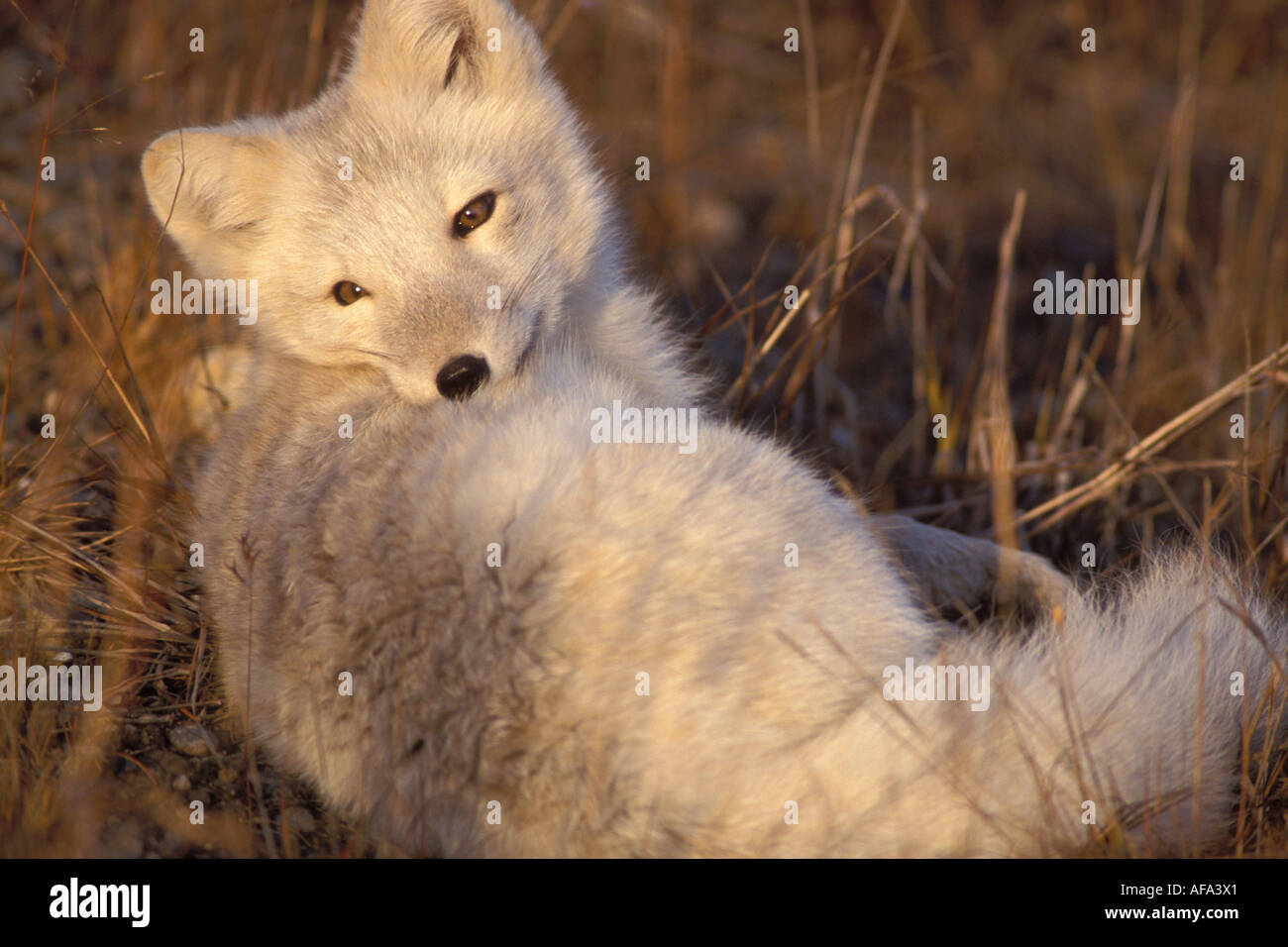 arctic fox Alopex lagopus coat changing from winter to summer colors ...