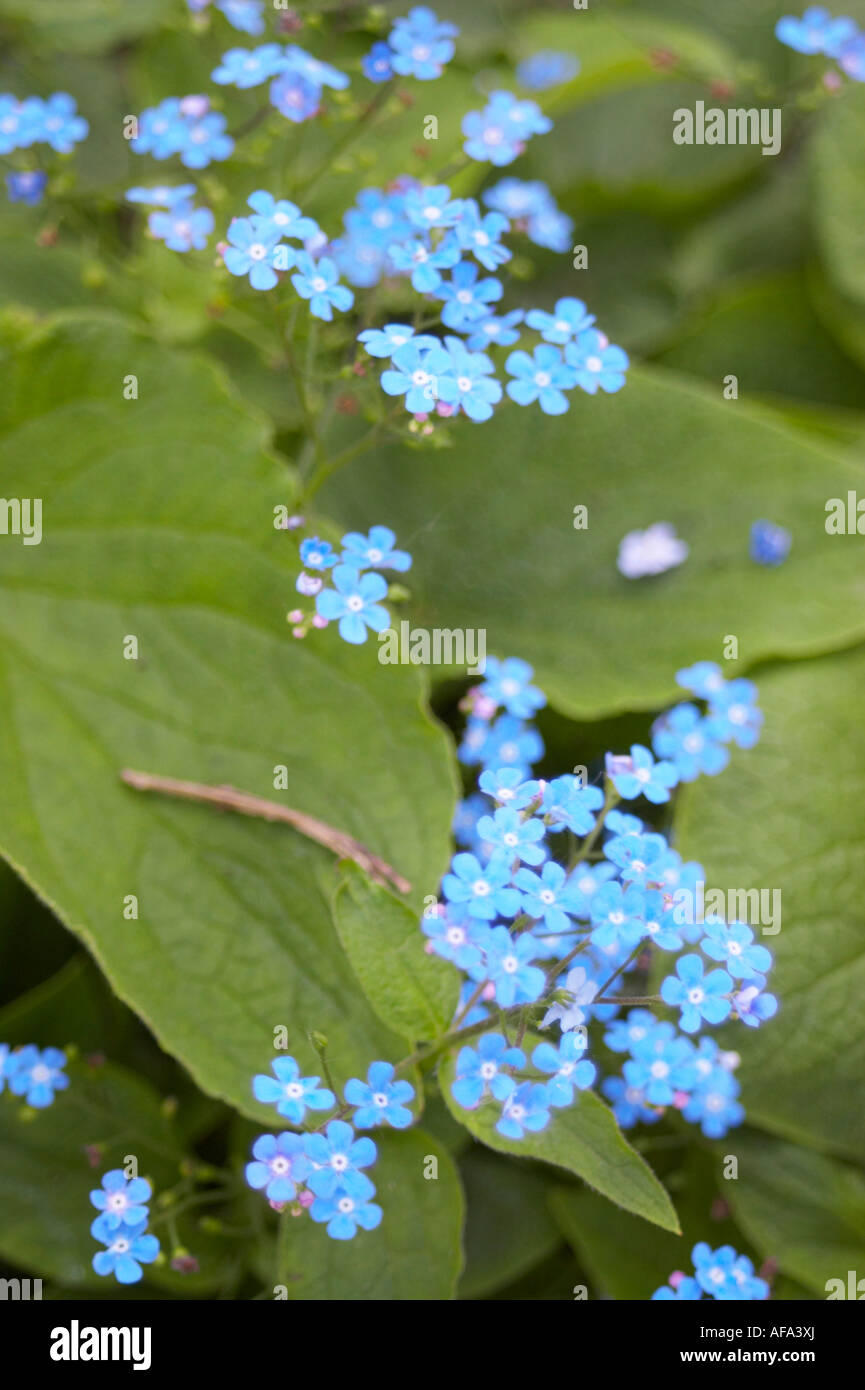 Brunnera macrophylla Siberian bugloss Stock Photo - Alamy