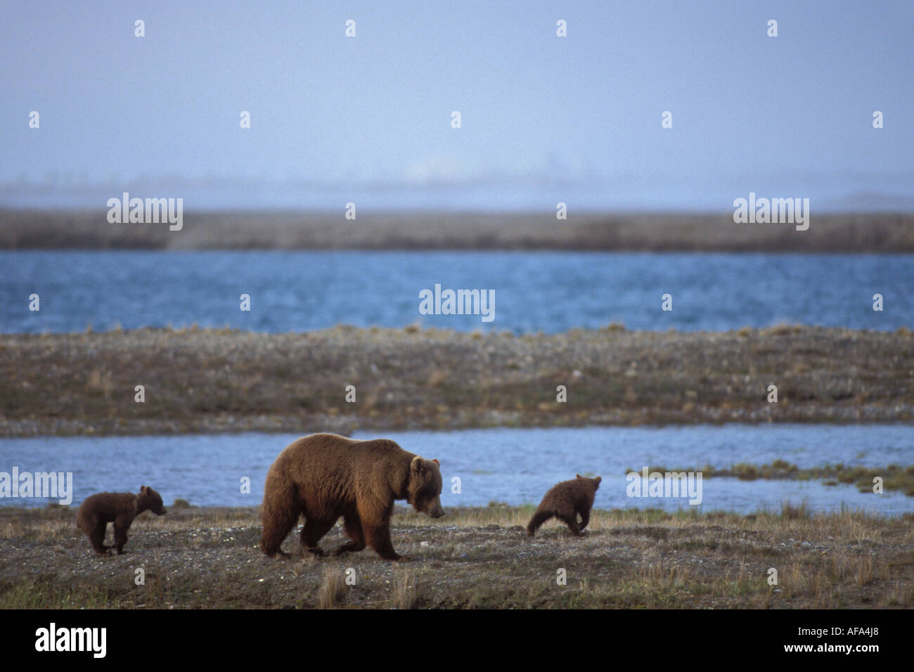 brown bear Ursus arctos grizzly bear Ursus horribils sow with spring ...
