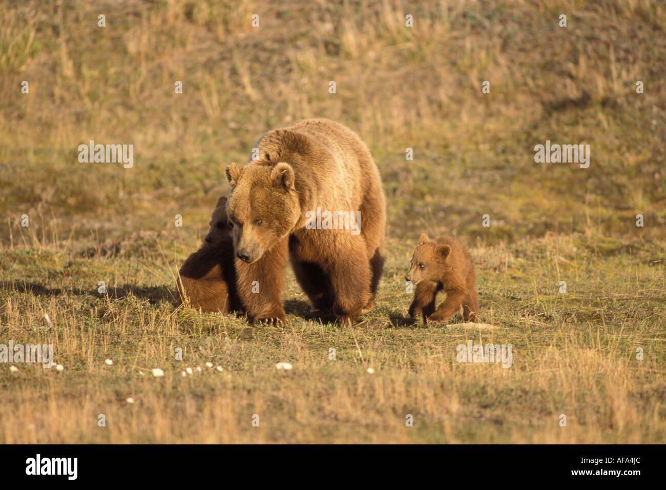 brown bear Ursus arctos grizzly bear Ursus horribils sow with spring ...