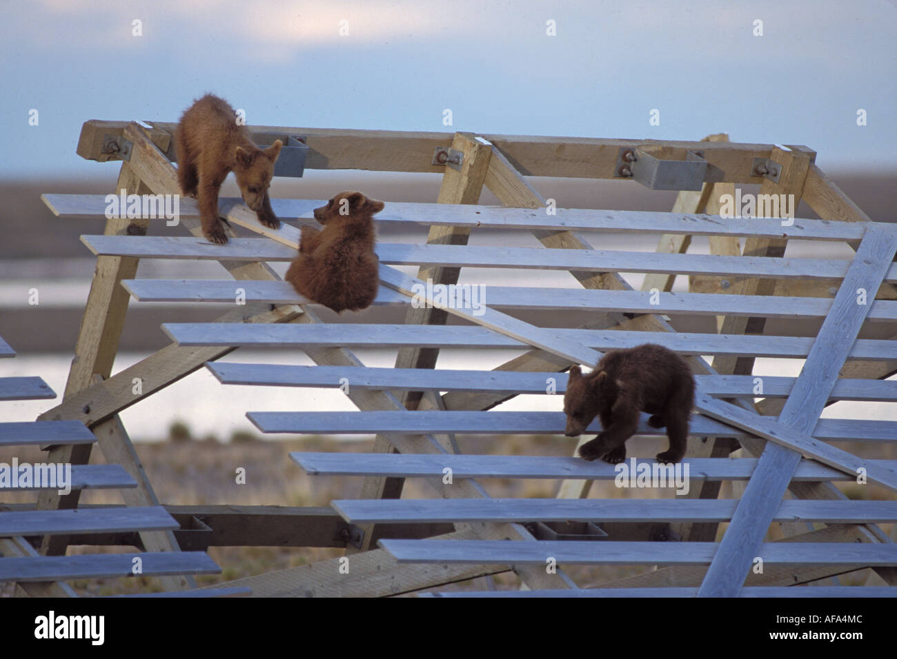 brown bear Ursus arctos grizzly bear Ursus horribils spring cubs play ...
