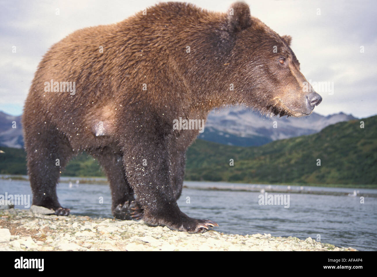 brown bear Ursus arctos grizzly bear Ursus horribils sow fishing for ...