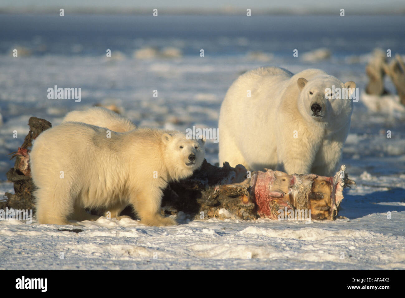 polar bear Ursus maritimus sow with cubs scavenging a bowhead whale ...