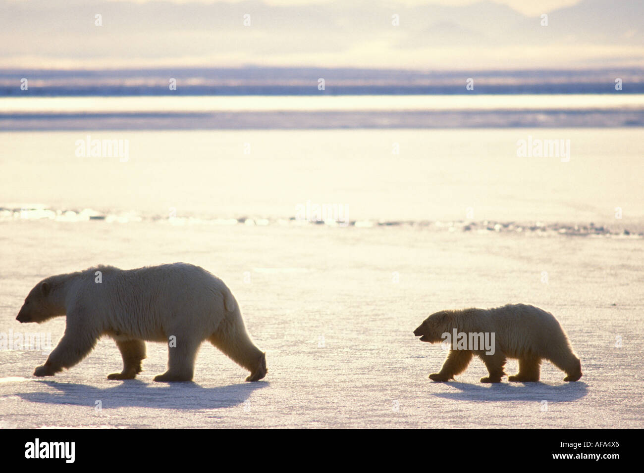 polar bear Ursus maritimus sow with cub on the pack ice 1002 coastal ...