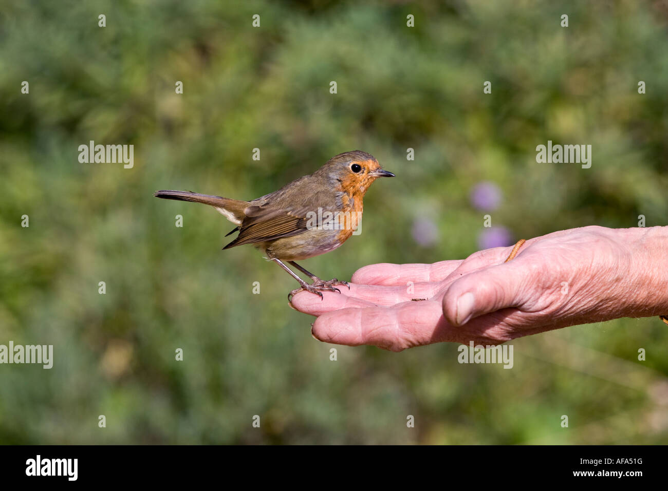 Robin hand feeding hi-res stock photography and images - Alamy