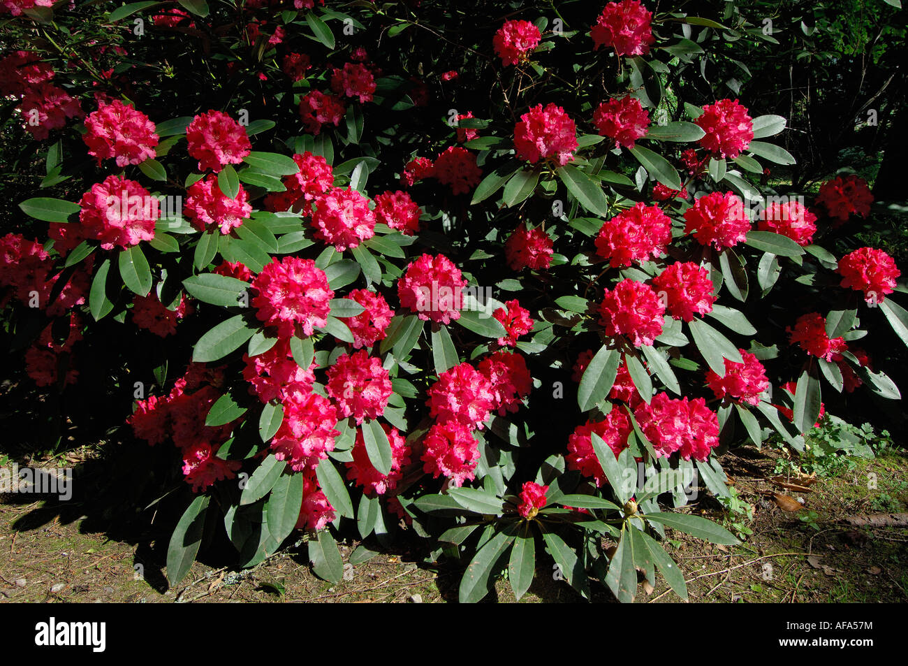 Strong red rhododendron bush in full flower Stock Photo - Alamy