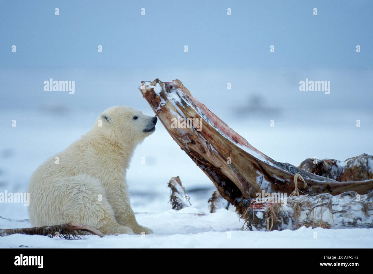 polar bear Ursus maritimus cub scavenging on a bowhead whale carcass ...