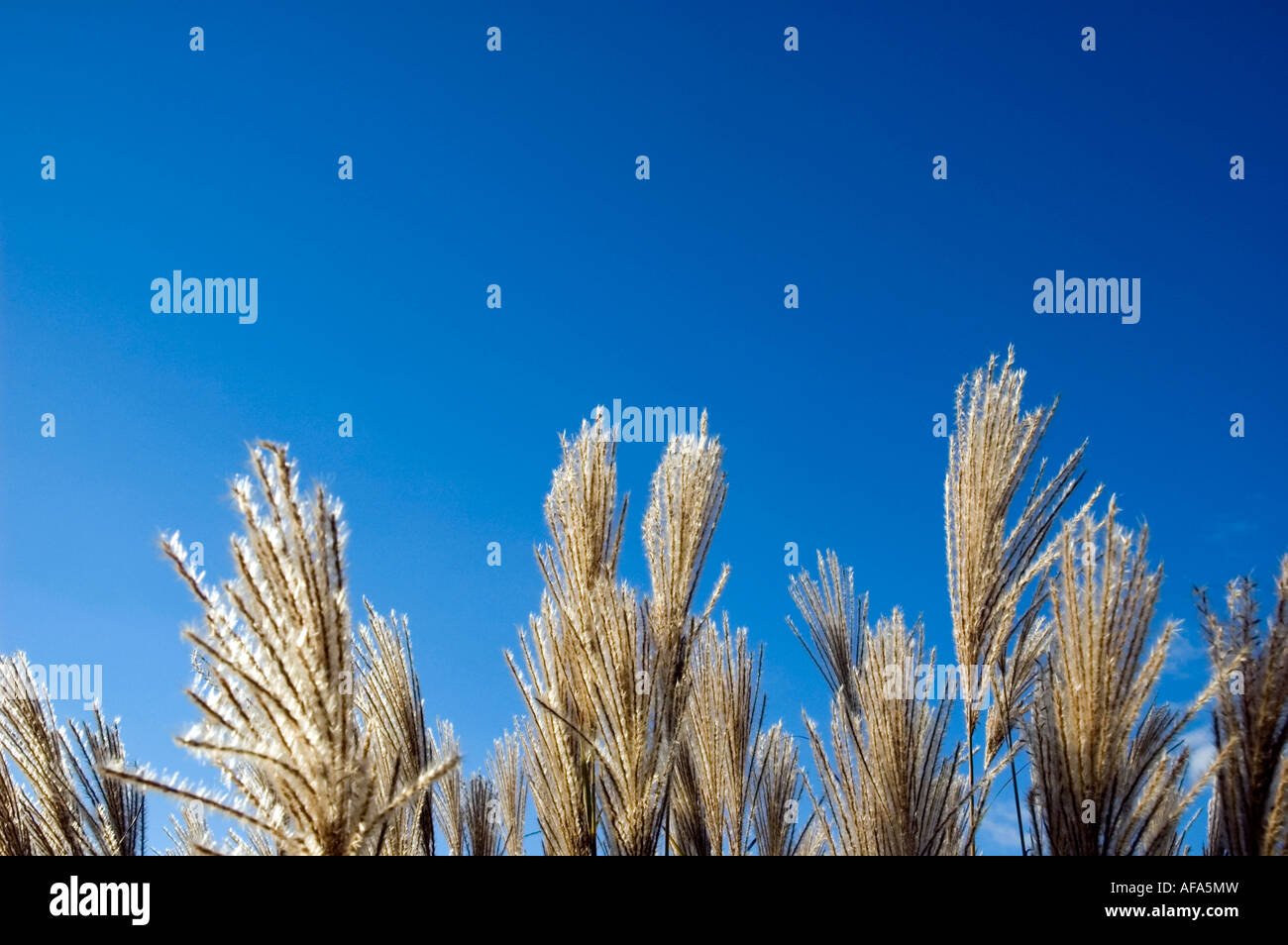 Reeds in late summer Stock Photo - Alamy