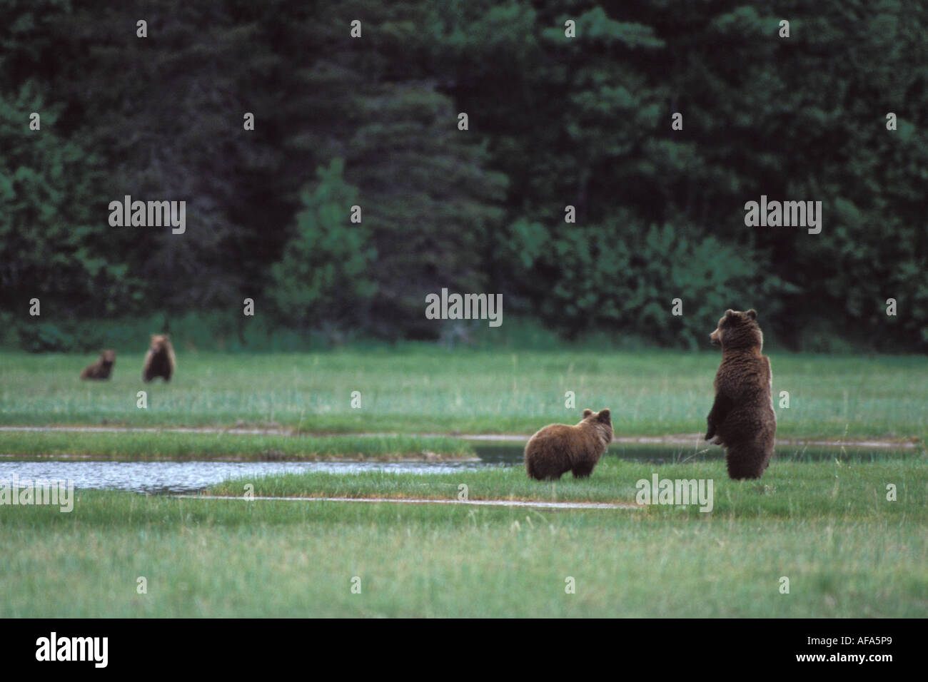 brown bear Ursus arctos grizzly bear Ursus horribils cubs watch a sow ...