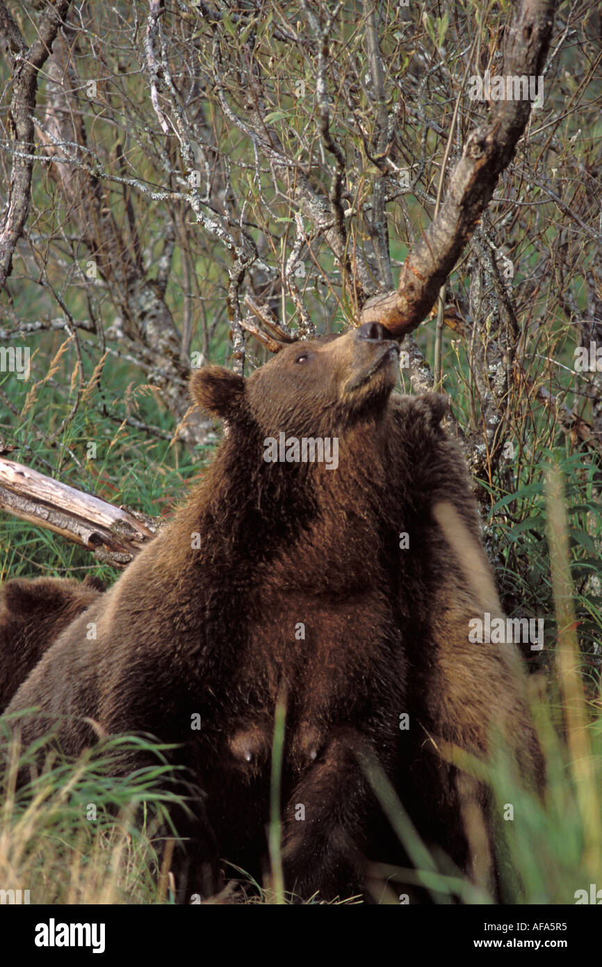 Bear scratching on tree hi-res stock photography and images - Alamy