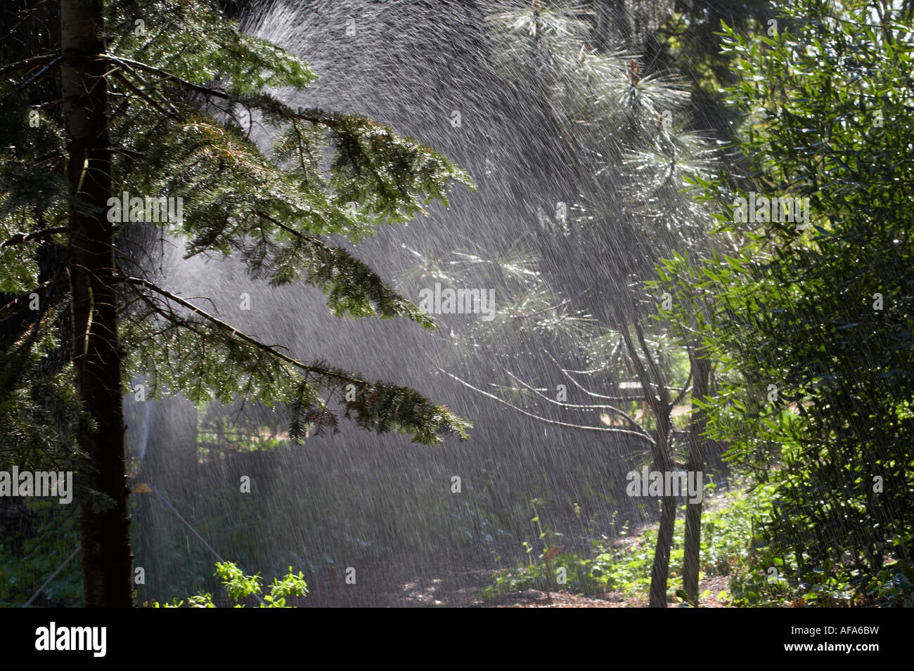 trees while spray irrigation Stock Photo - Alamy