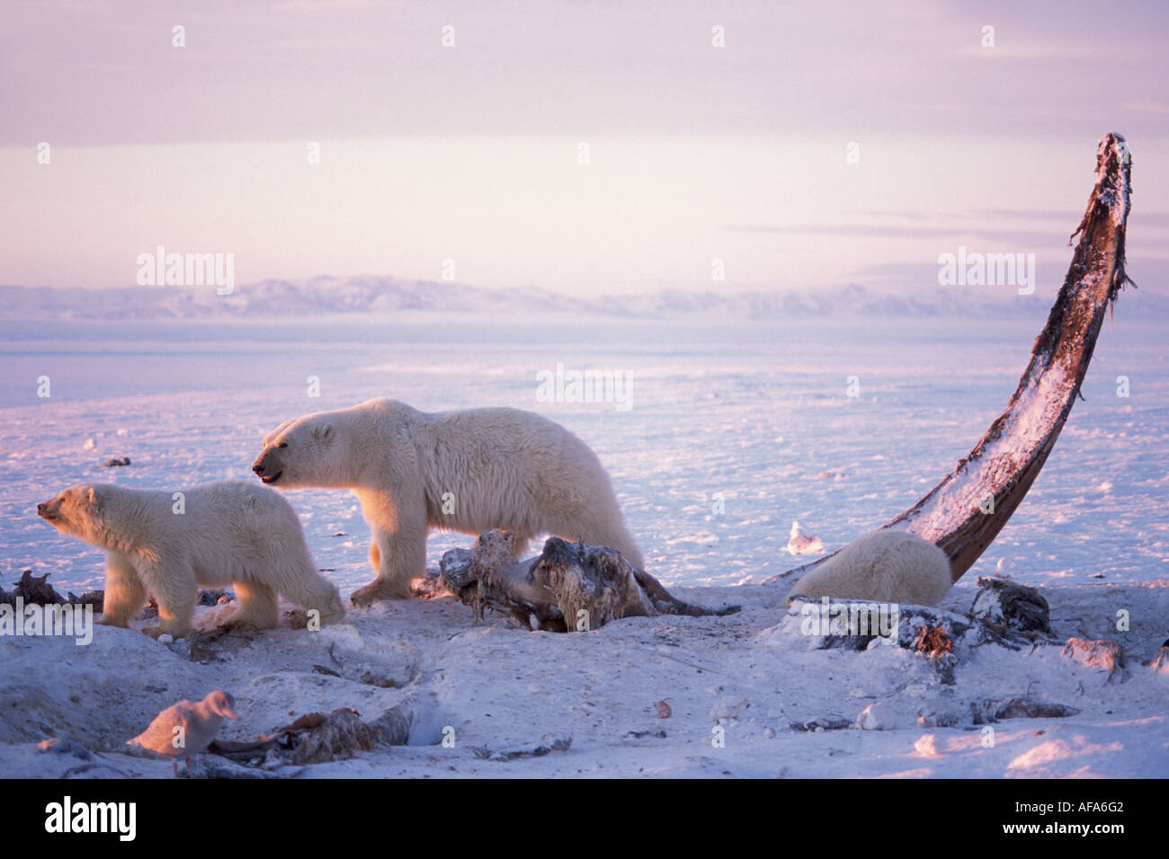 polar bear Ursus maritimus sow and cubs with bowhead whale jawbone 1002 ...