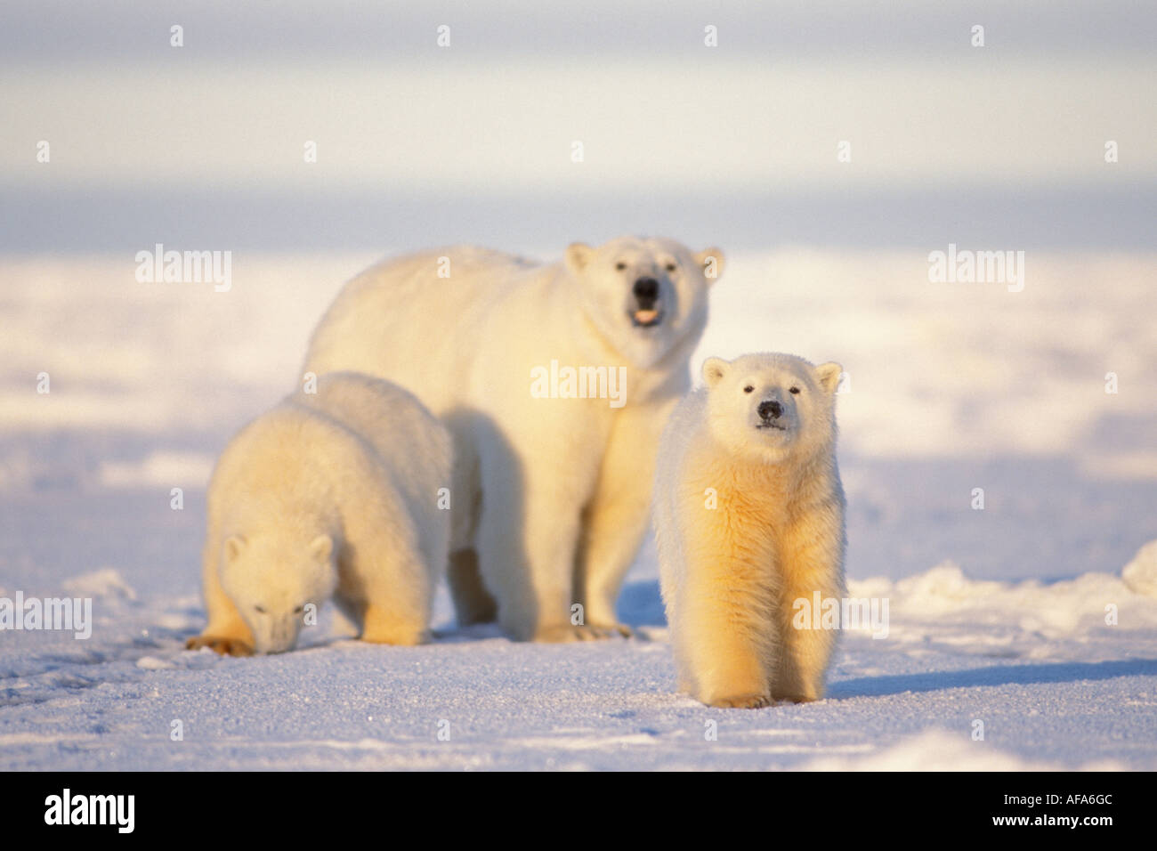 polar bear Ursus maritimus sow with cubs on the pack ice 1002 coastal ...