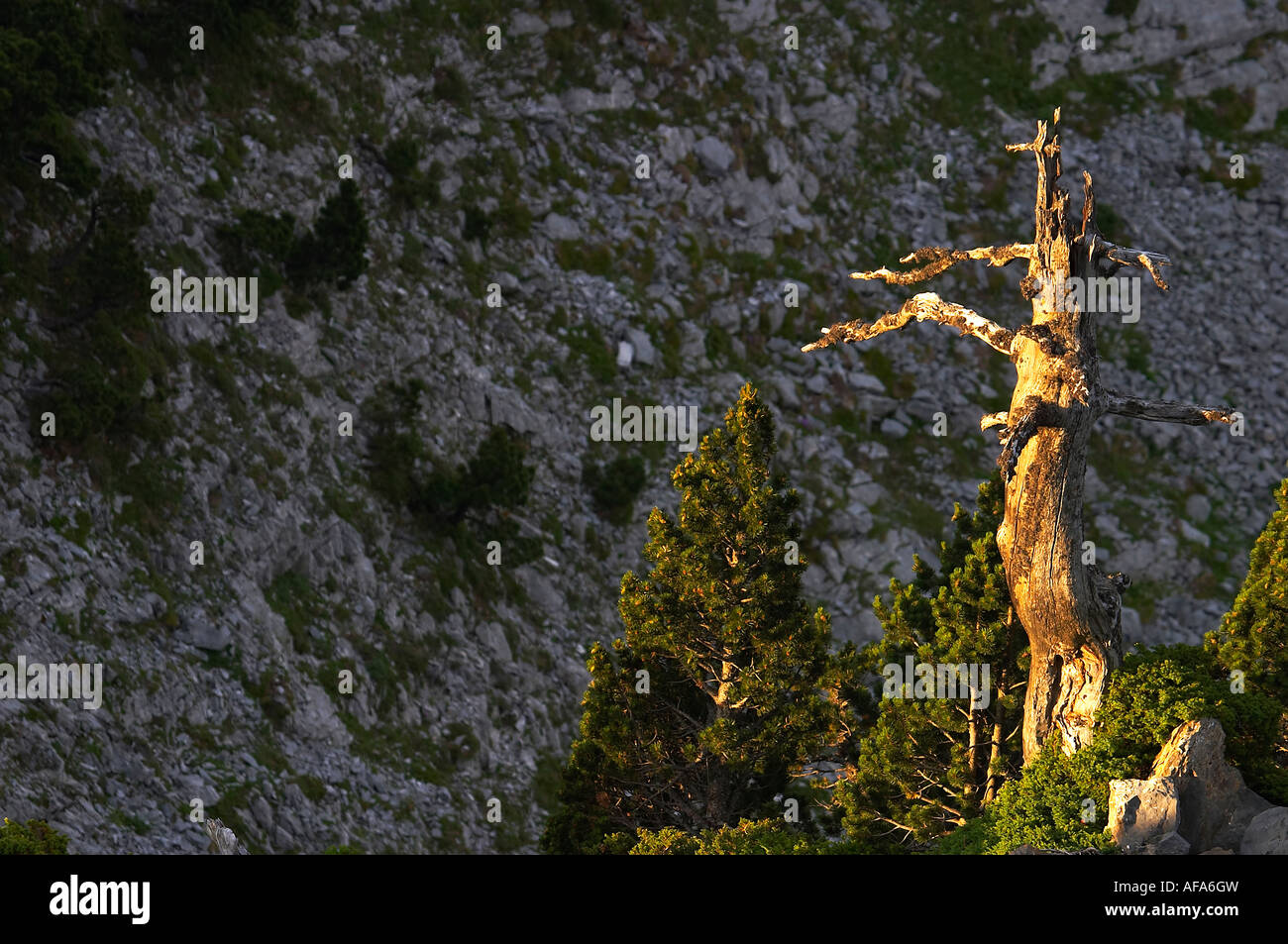 Reserva Natural De Larra High Resolution Stock Photography and Images ...