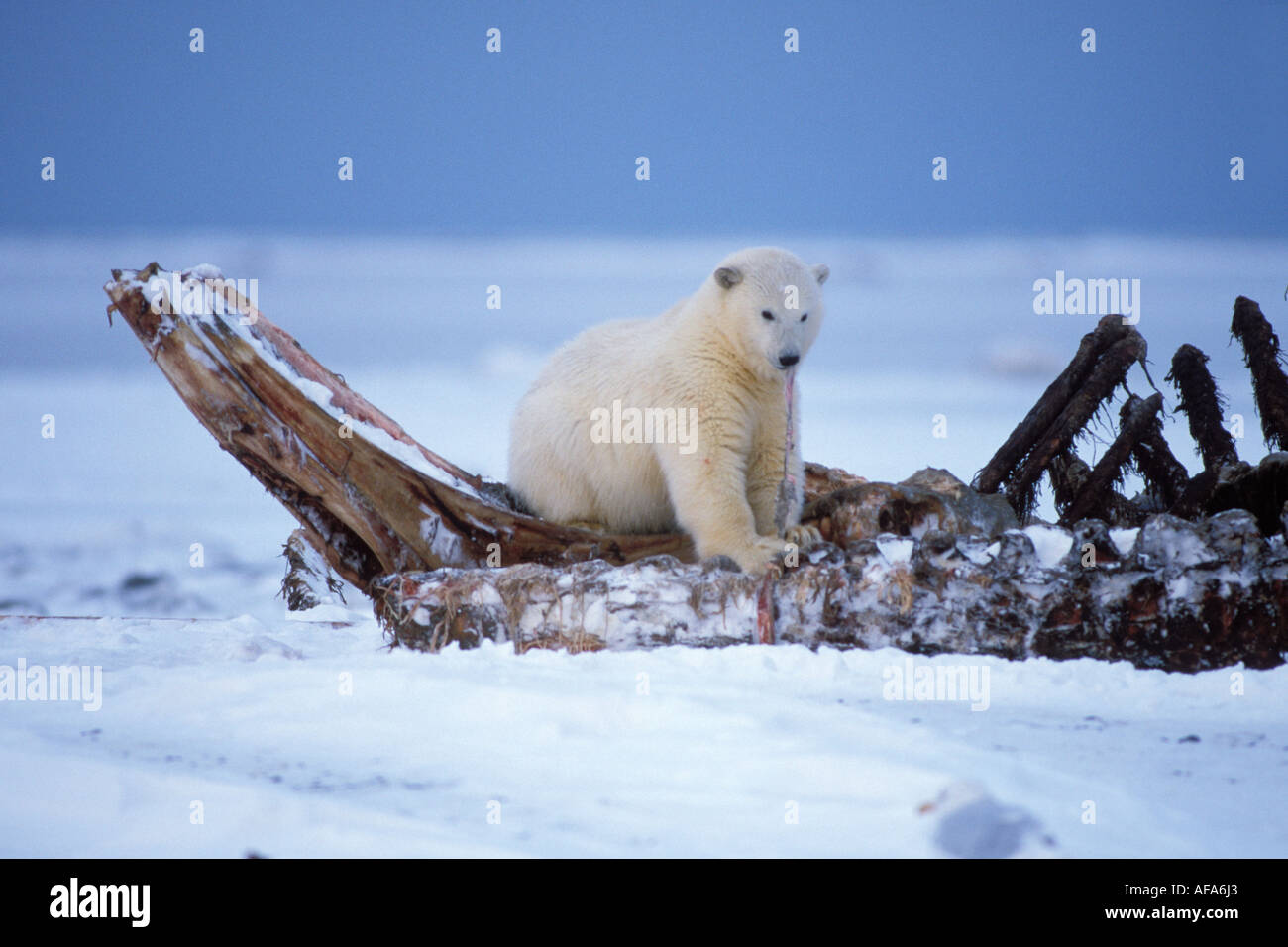 polar bear Ursus maritimus cub scavenging on bowhead whale bones 1002 ...