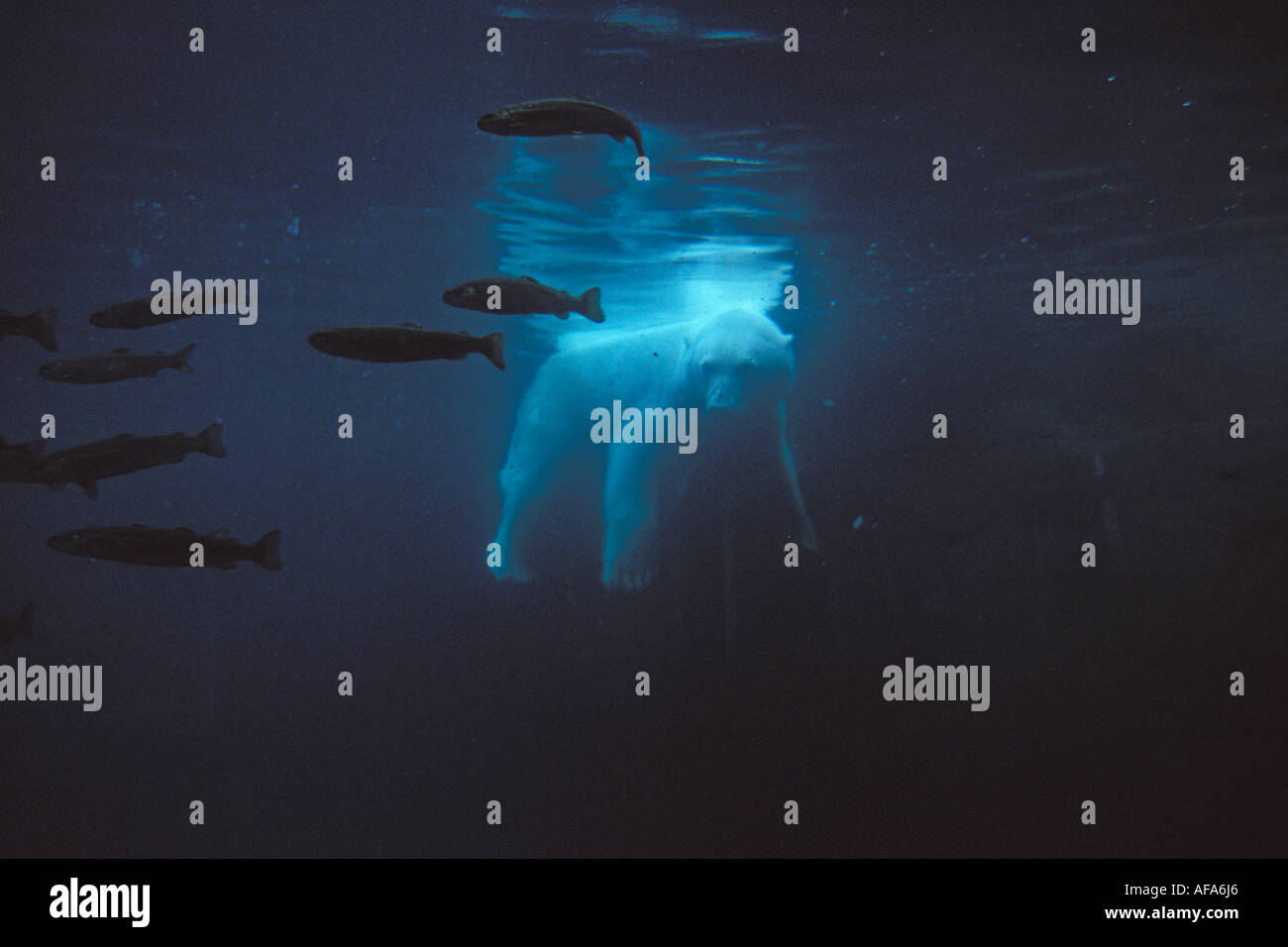 Polar bear underwater fish hi-res stock photography and images - Alamy