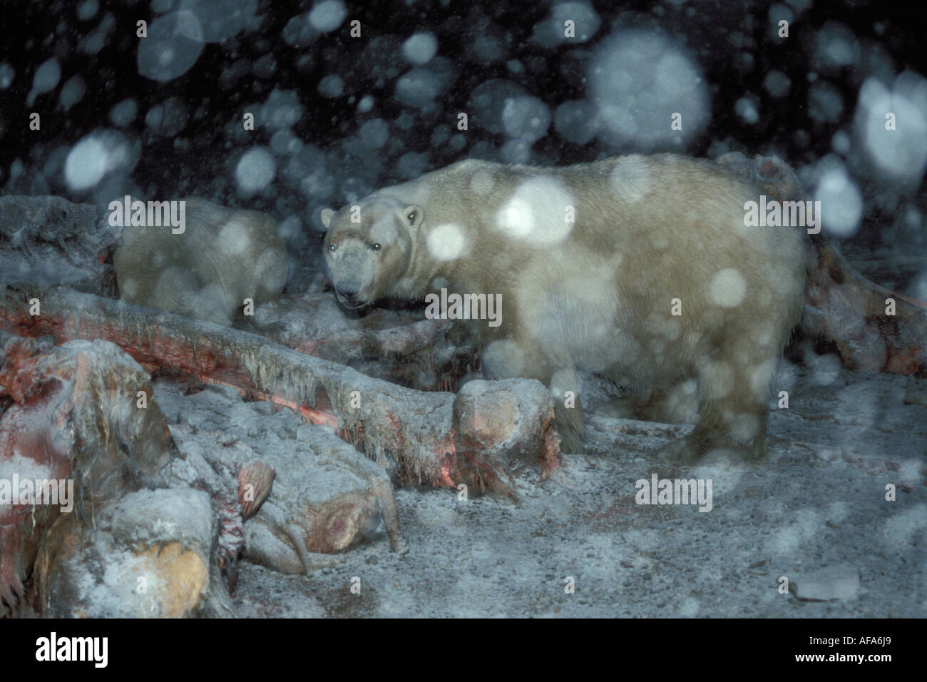 polar bears Ursus maritimus scavenging a bowhead whale carcass at night ...
