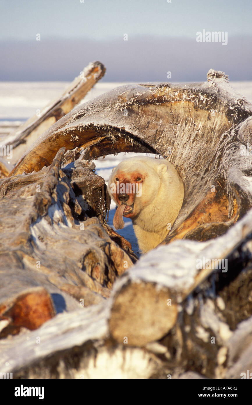 polar bear Ursus maritimus scavenging a bowhead whale carcass 1002 area ...