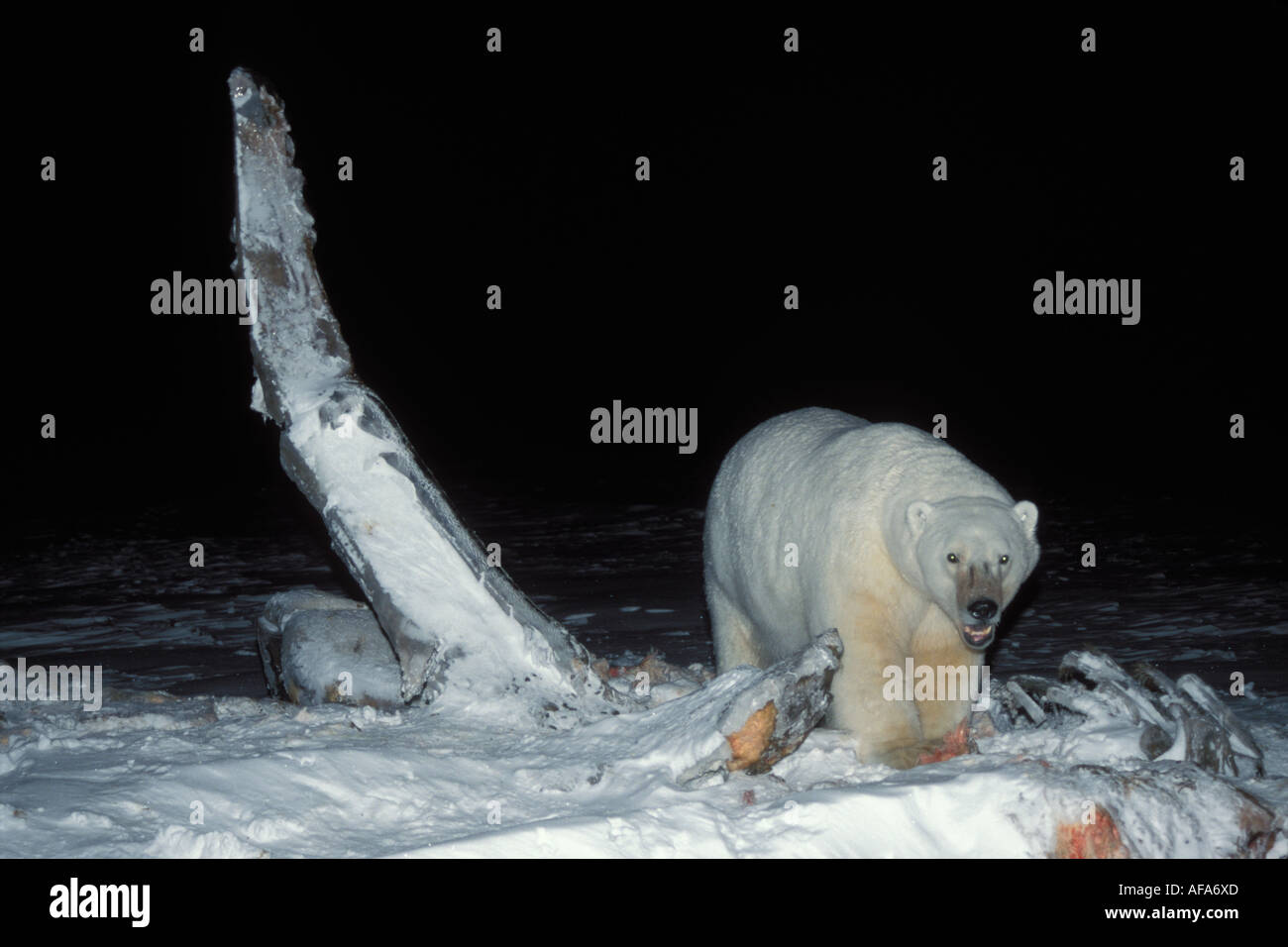 polar bear Ursus maritimus scavenging a bowhead whale carcass at night ...