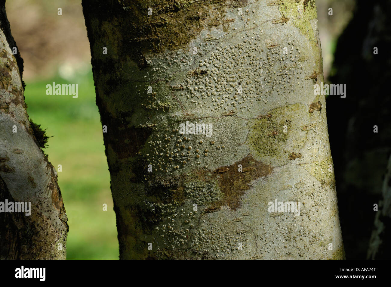 Close up of section of trunk of rowan tree showing texture Stock Photo ...