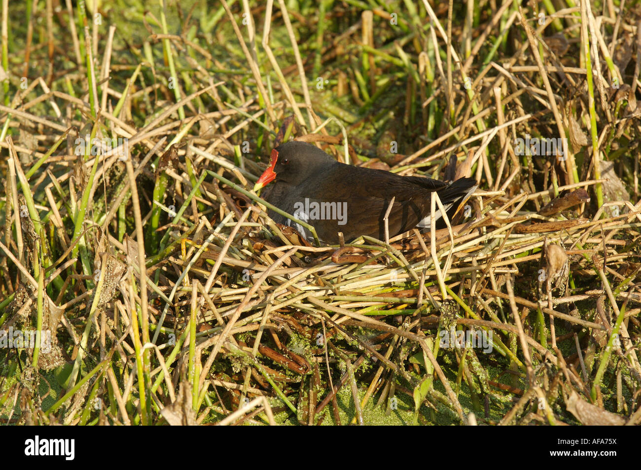 Gallinule family hi-res stock photography and images - Alamy