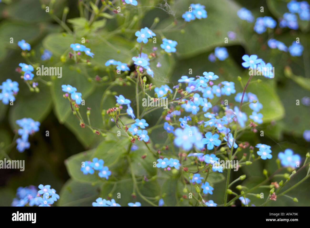 Brunnera macrophylla Siberian bugloss Stock Photo - Alamy