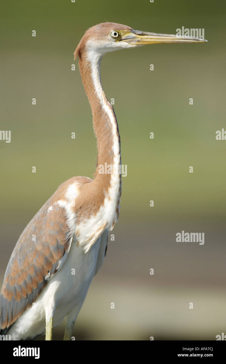 Tricolored heron portrait hi-res stock photography and images - Alamy