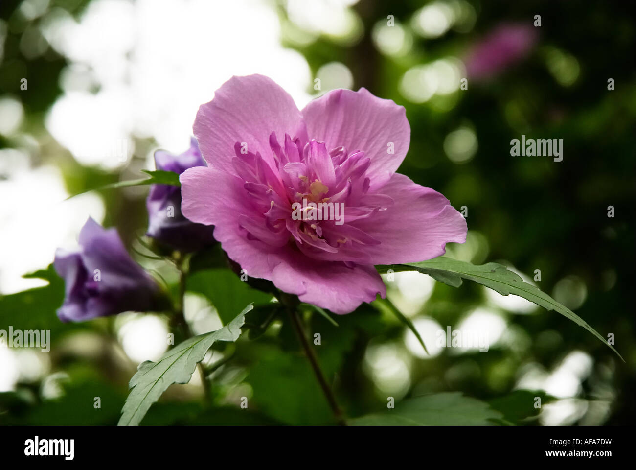 flower in courtyard at Old St Augustine Village St Augustine Florida ...