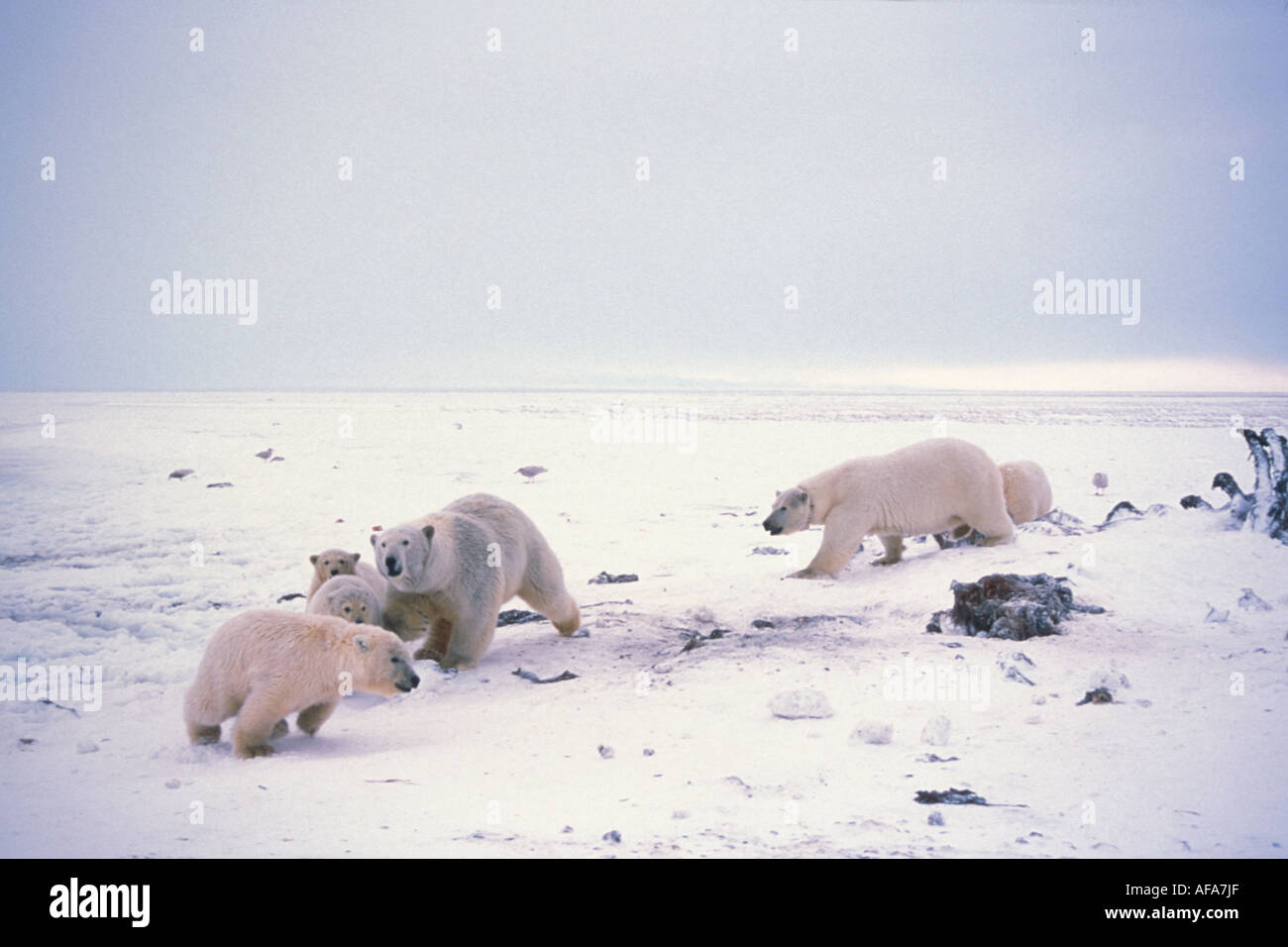polar bear Ursus maritimus sow with cubs on the pack ice 1002 coastal ...