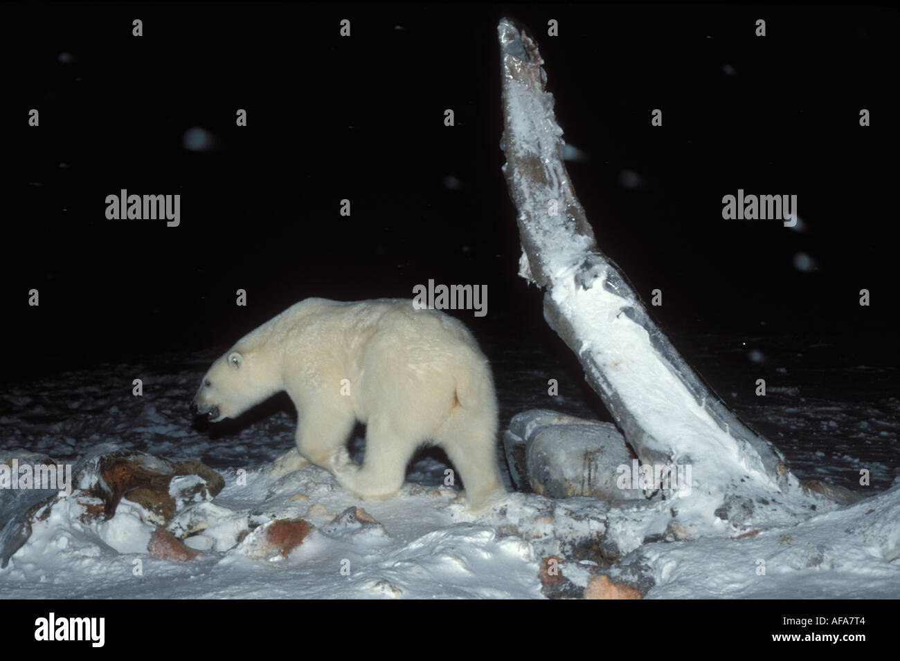 polar bear Ursus maritimus scavenging a bowhead whale carcass at night ...