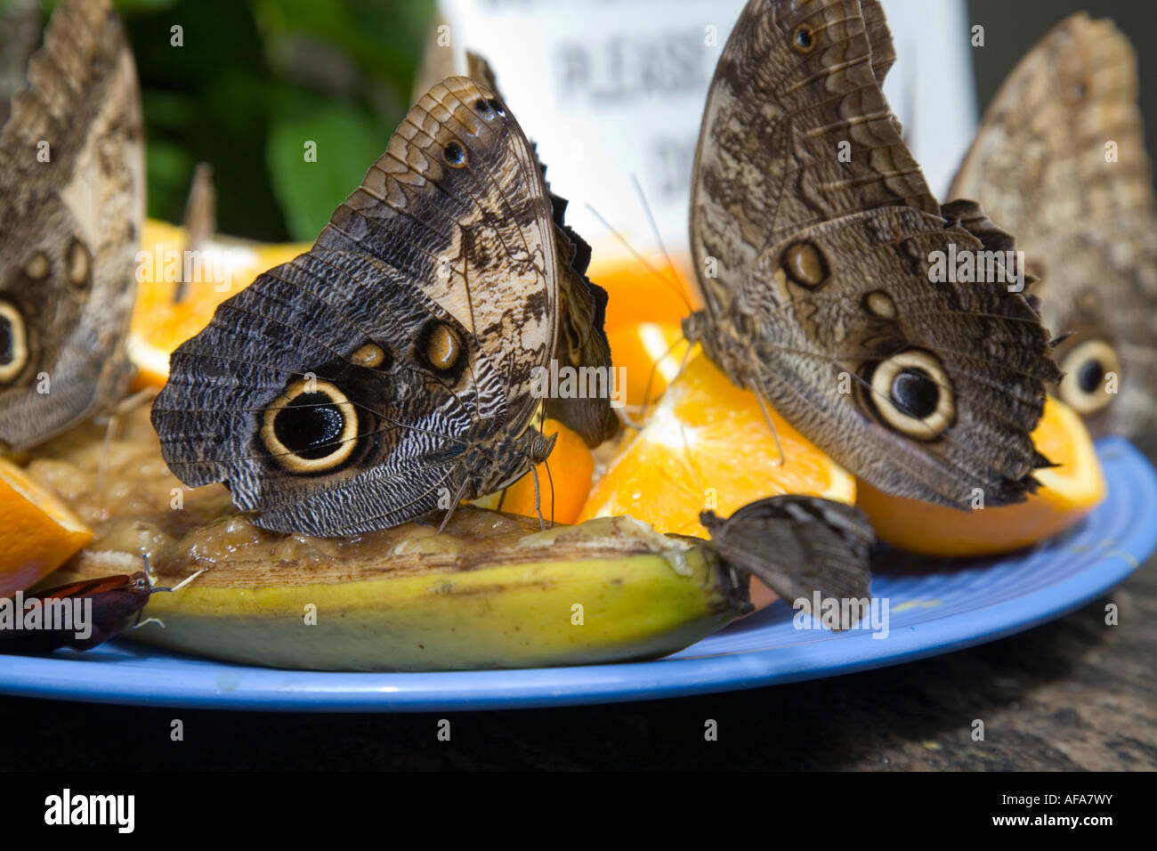 Feeding Butterfly Amazing Butterfly from all over the World feeding ...