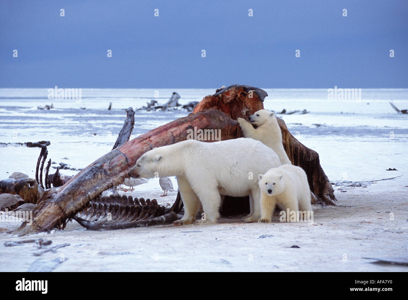 Polar bear mother standing cubs hi-res stock photography and images - Alamy