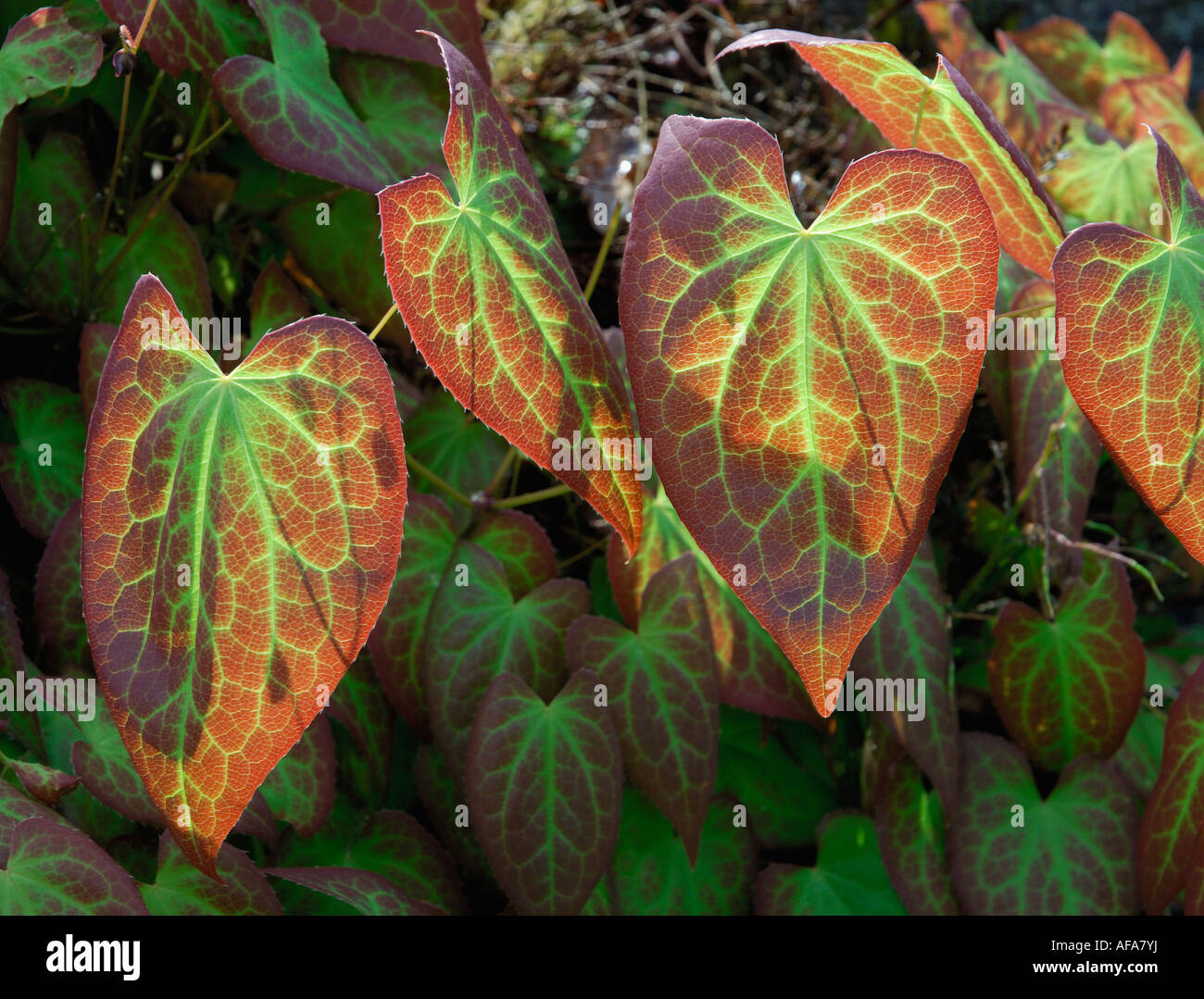Garden shrub with variegated heart shaped leaves Stock Photo - Alamy