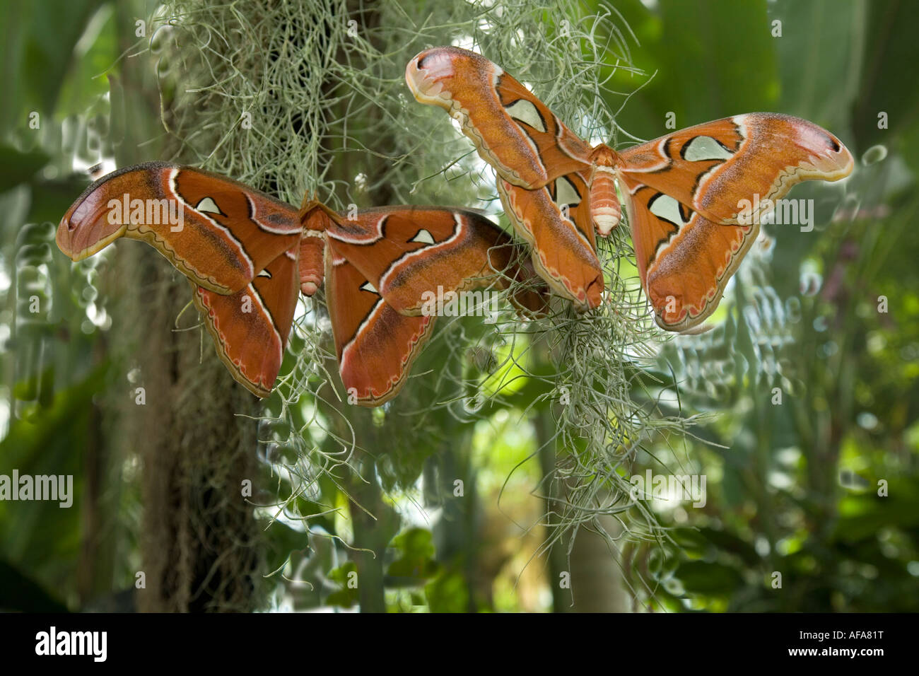 Atlas Moth Attacus Atlas Amazing Butterfly from all over the World ...
