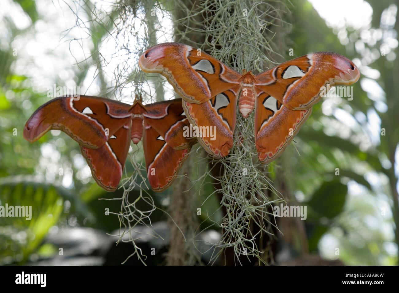 Atlas moth attacus atlas Amazing Butterfly from all over the World ...