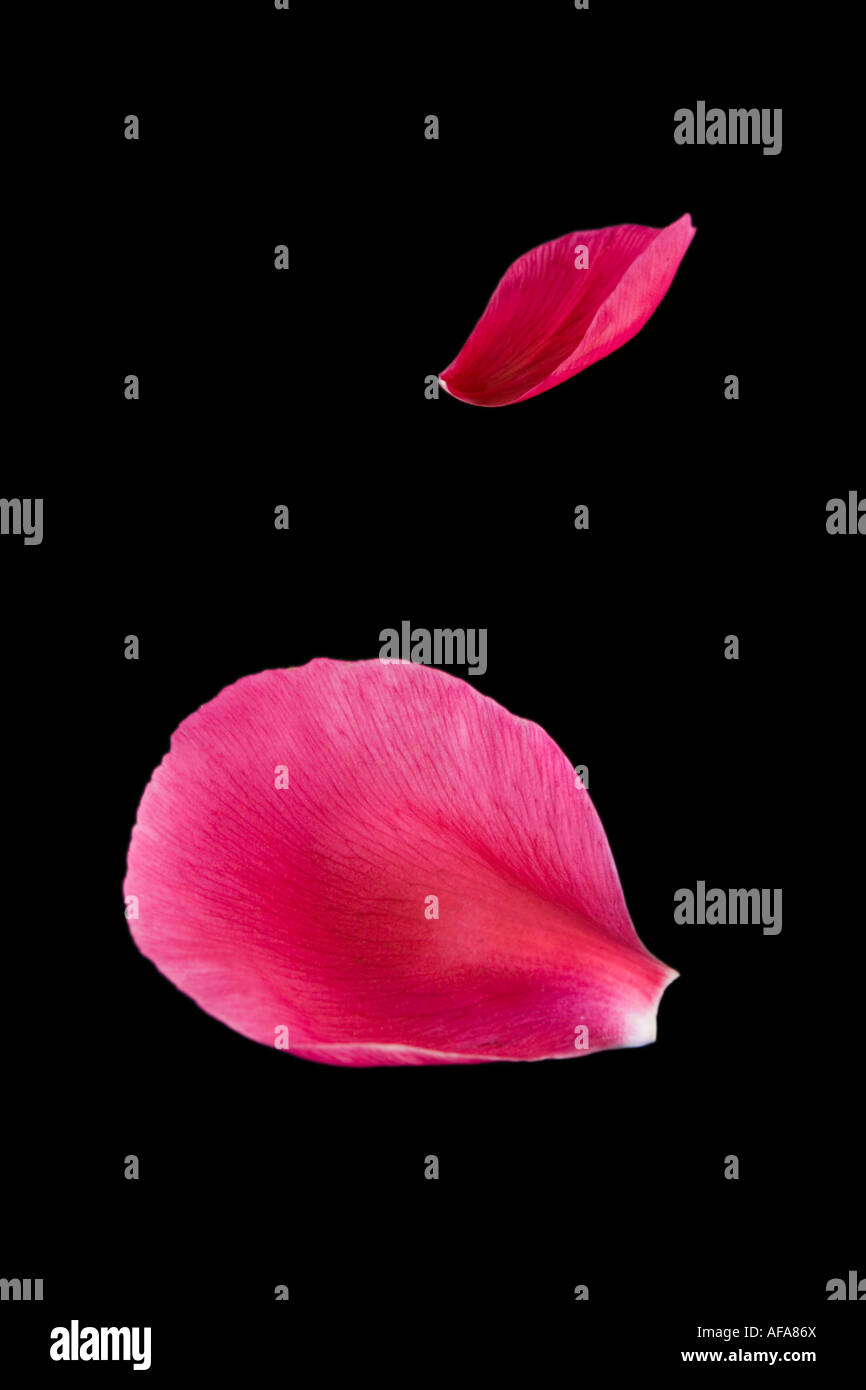 Single Rose Petal Png