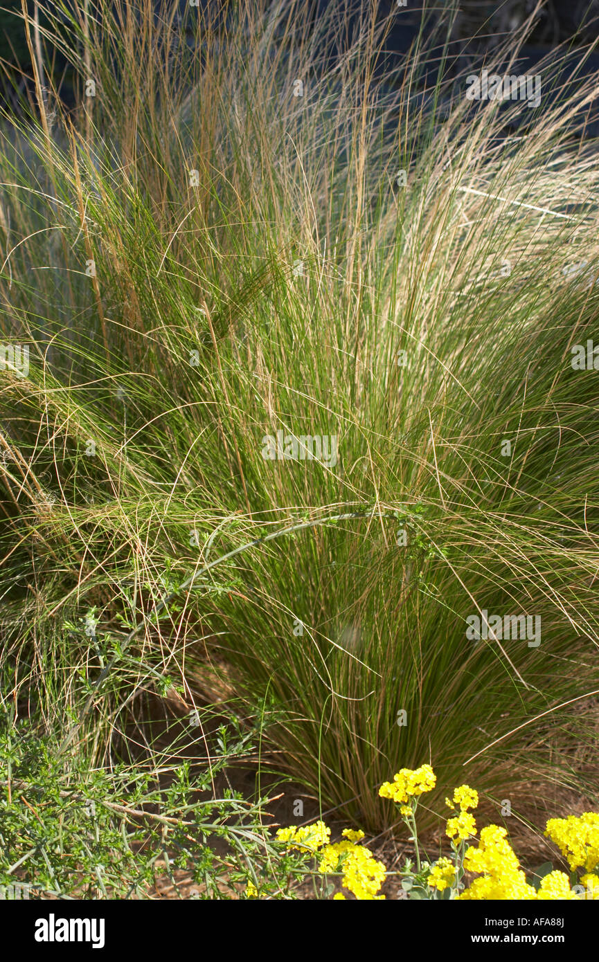 Nassella tenuissima - Mexican Feather Grass Stock Photo - Alamy