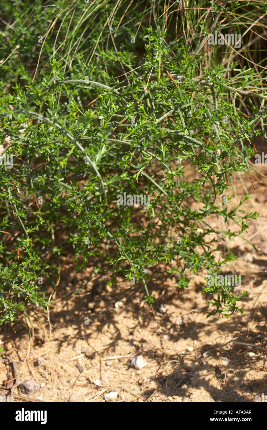 Dwarf genista hi-res stock photography and images - Alamy
