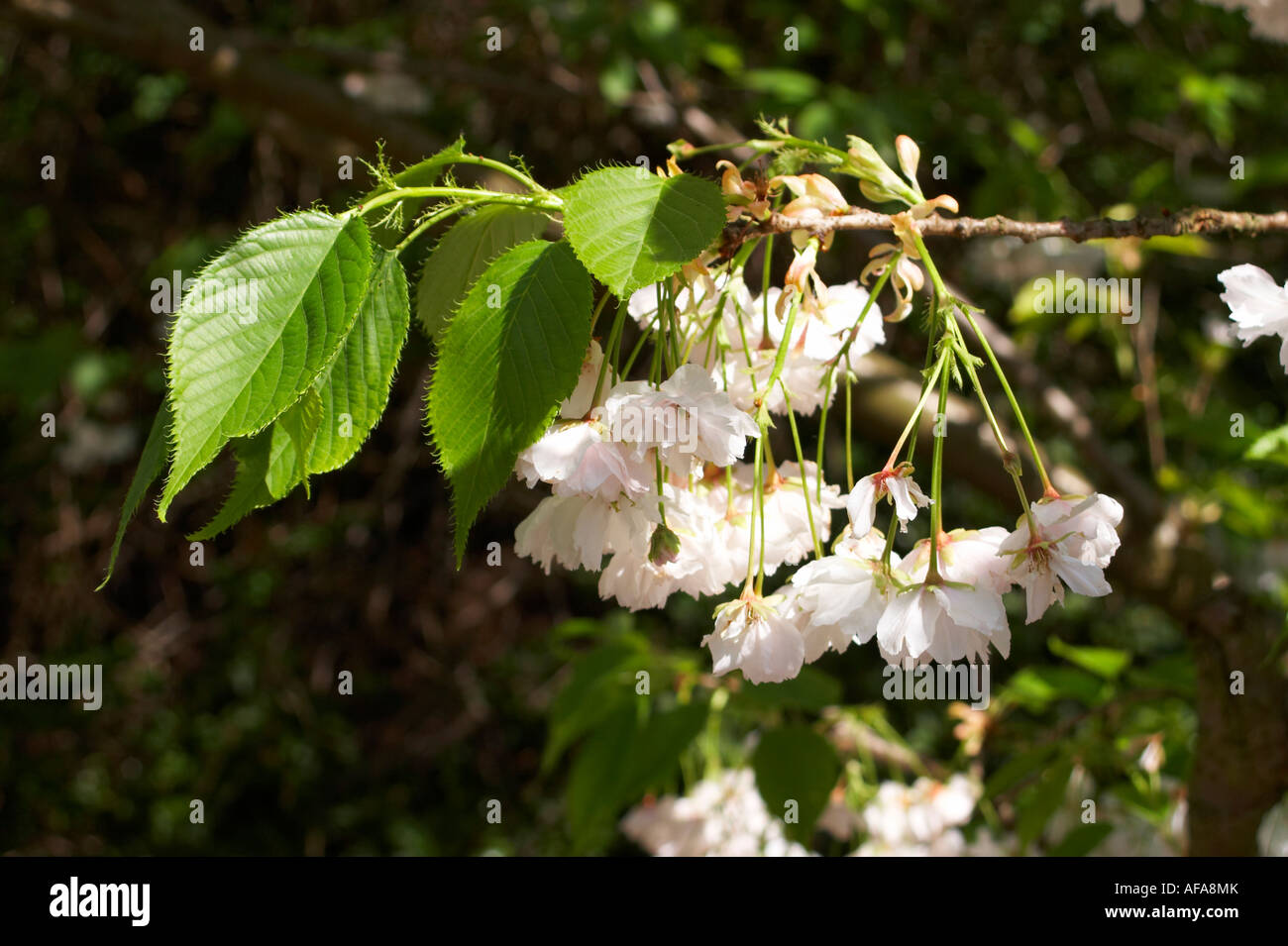 Cerasus Prunus cherry blossom Stock Photo - Alamy