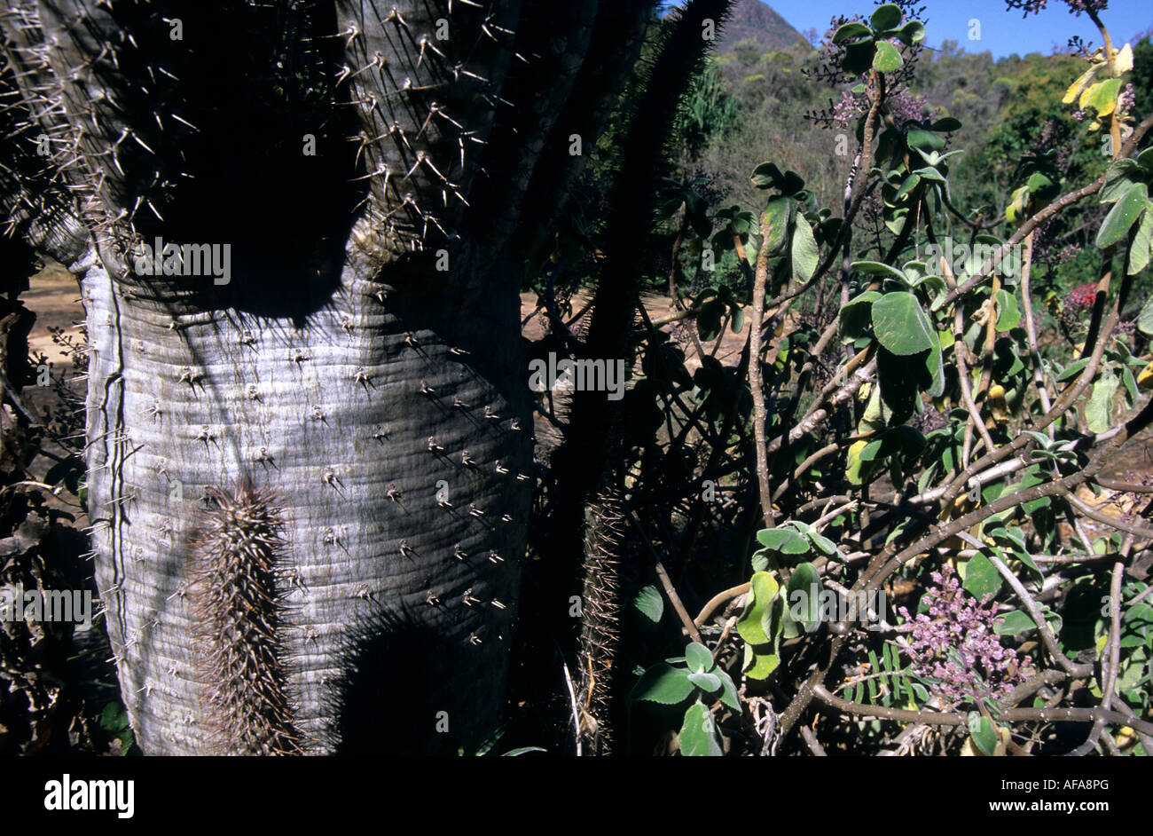 Detail of thorn tree in the Andohahela National Park, Madagascar Stock ...