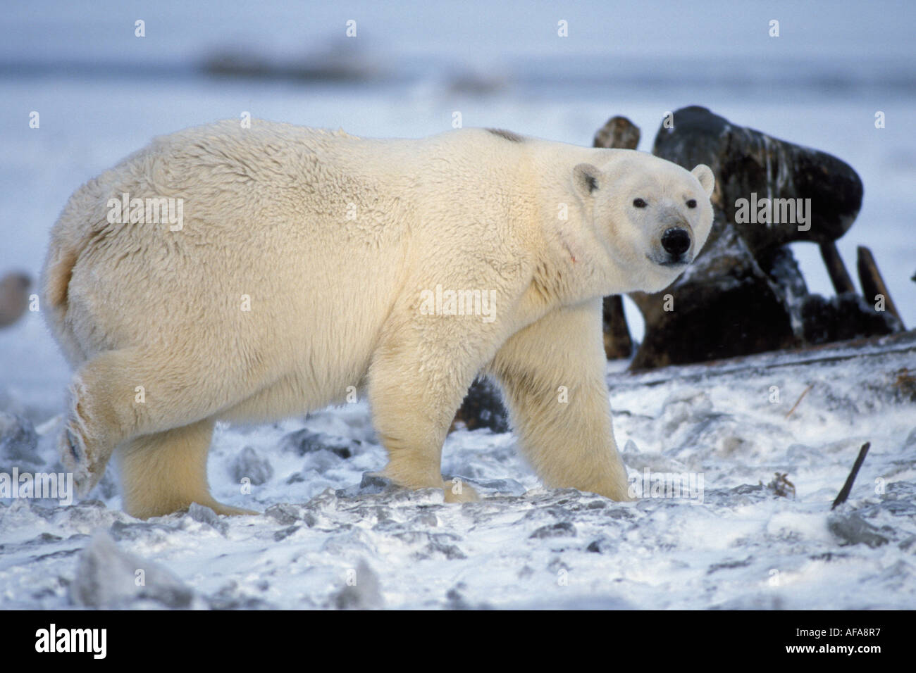 polar bear Ursus maritimus with bowhead whale bones 1002 area Arctic ...