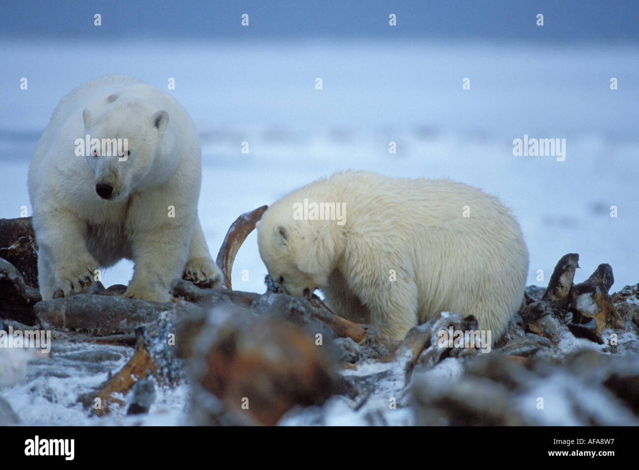 polar bear Ursus maritimus sow with cub scavenging bowhead whale bones ...
