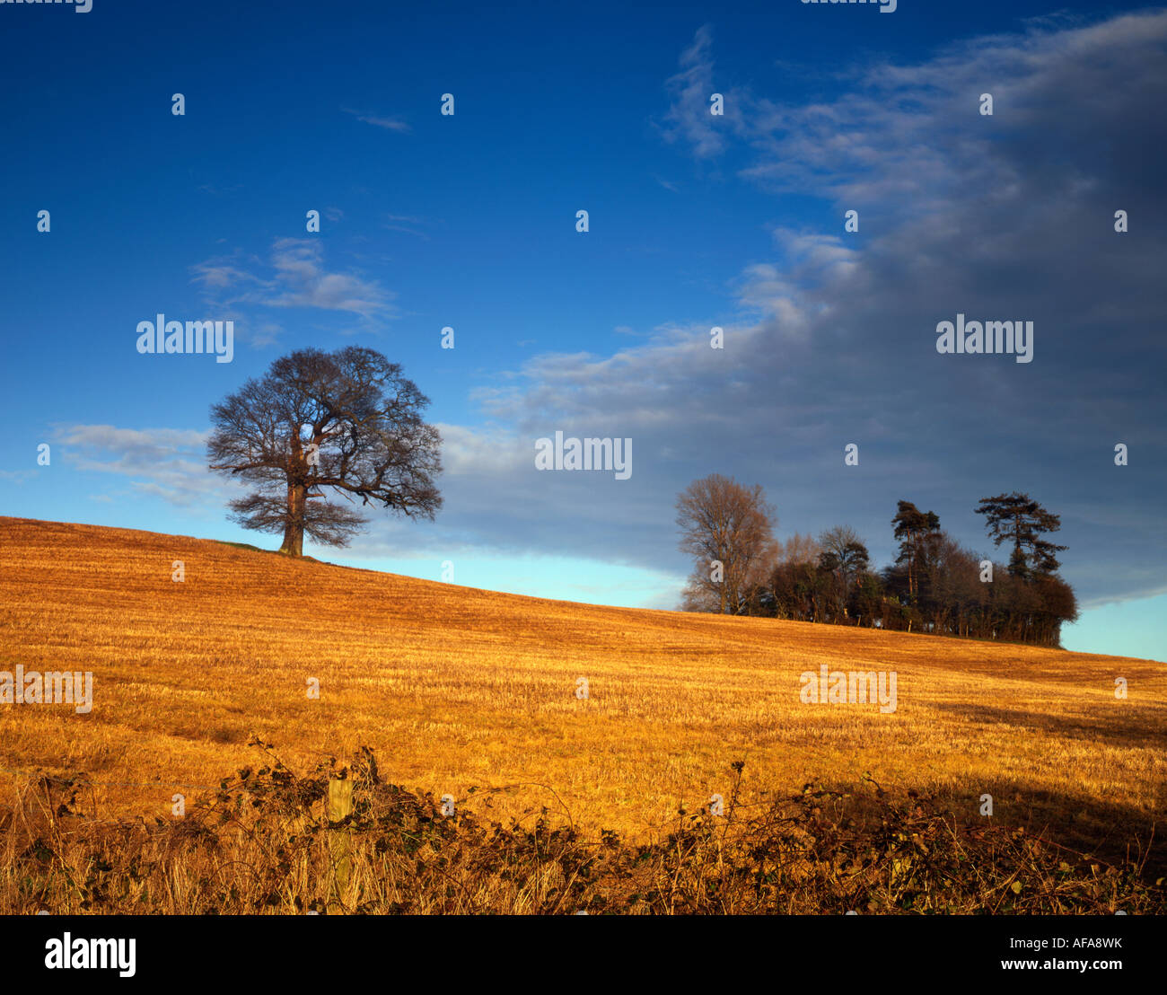 Tree On Sloping Hill Stock Photo - Alamy